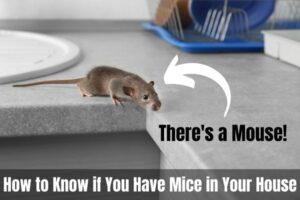 How to Know if You Have Mice in Your House - & Get Rid of Them!