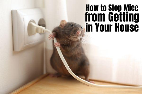 How to Stop Mice from Getting in Your House - 3 DIY Tips
