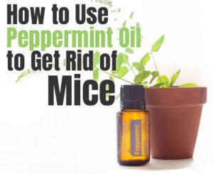Peppermint Oil to Get Rid of Mice [Easy, Risk-Free]